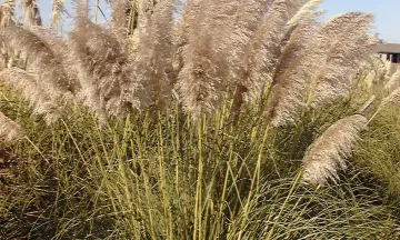 Invasive Plant Removal Program | Sustainability & Resilience